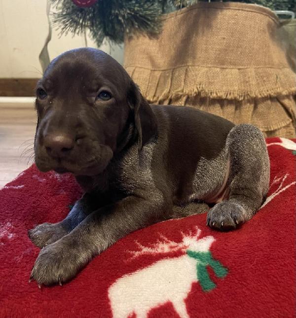 AKC GSP’S-MULTINATIONAL CHAMPION BLOODLINE