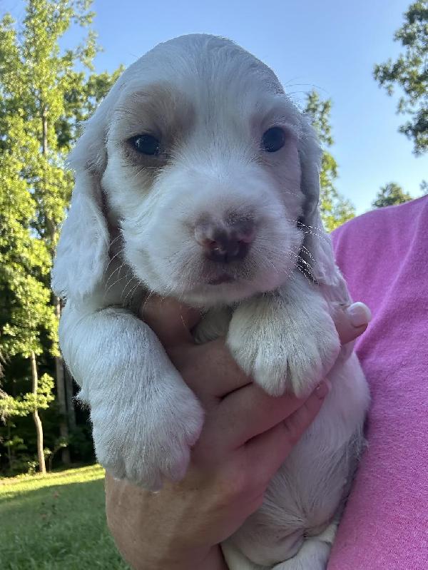 AKC REGISTERED ENGLISH FIELD COCKER SPANIEL
