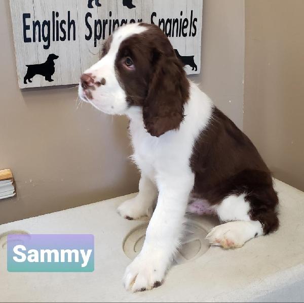 ENGLISH SPRINGER SPANIEL - MALE
