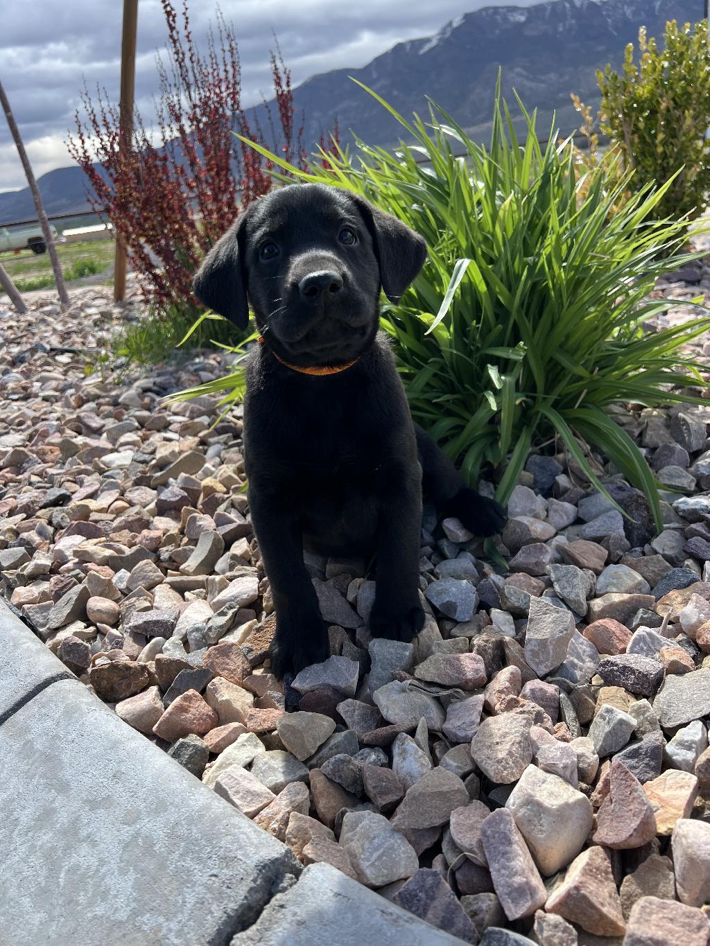 FIELD CHAMPION BLACK LABRADOR RETRIEVER PUPPS