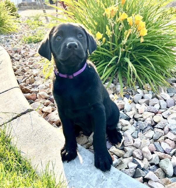 FIELD CHAMPION BLACK LABRADOR RETRIEVER PUPPS