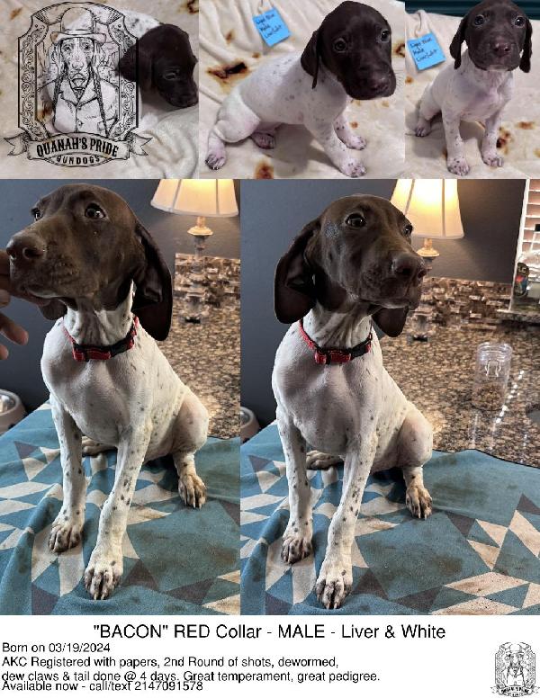 AKC GSP MALE 3/19/24 LIVER & WHITE