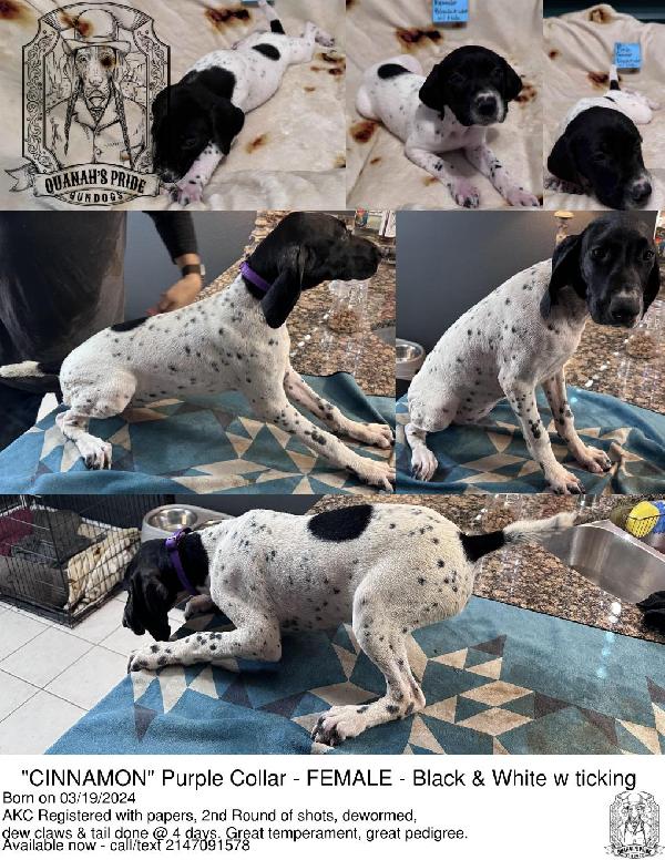 AKC GSP FEMALE 3/19/24 BLACK & WHITE