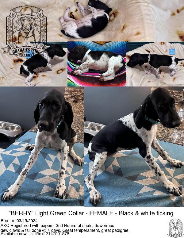 AKC GSP FEMALE 3/19/24 BLACK & WHITE