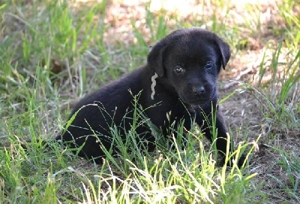 FIELD BRED BLACK LAB PUPPIES - READY TO GO