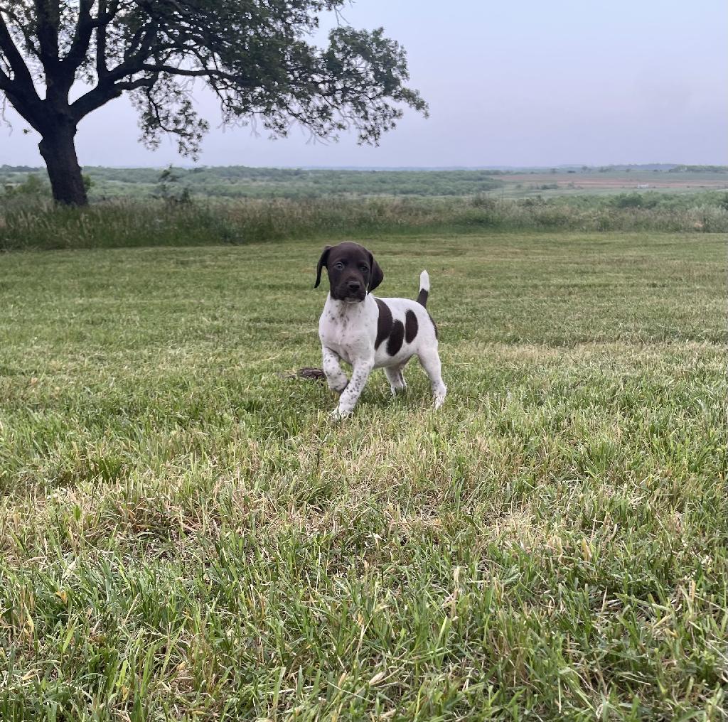 LOADED PEDIGREE FIELD BRED GSP PUPS
