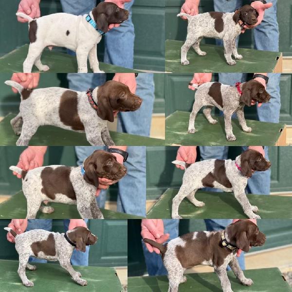 GERMAN SHORTHAIR PUPPIES FOR SALE