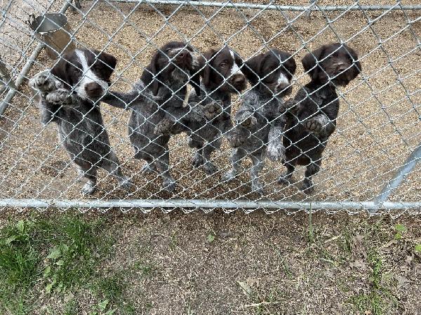 GERMAN WIREHAIR POINTERS