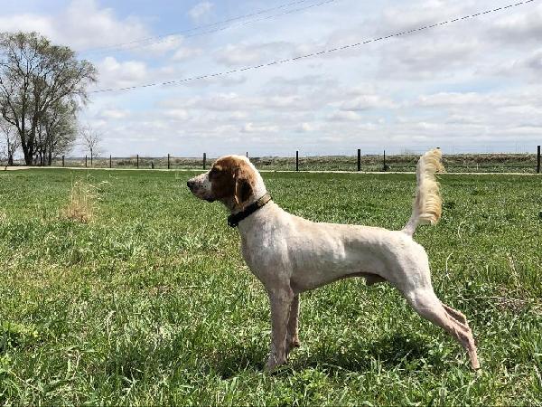 English Pointer