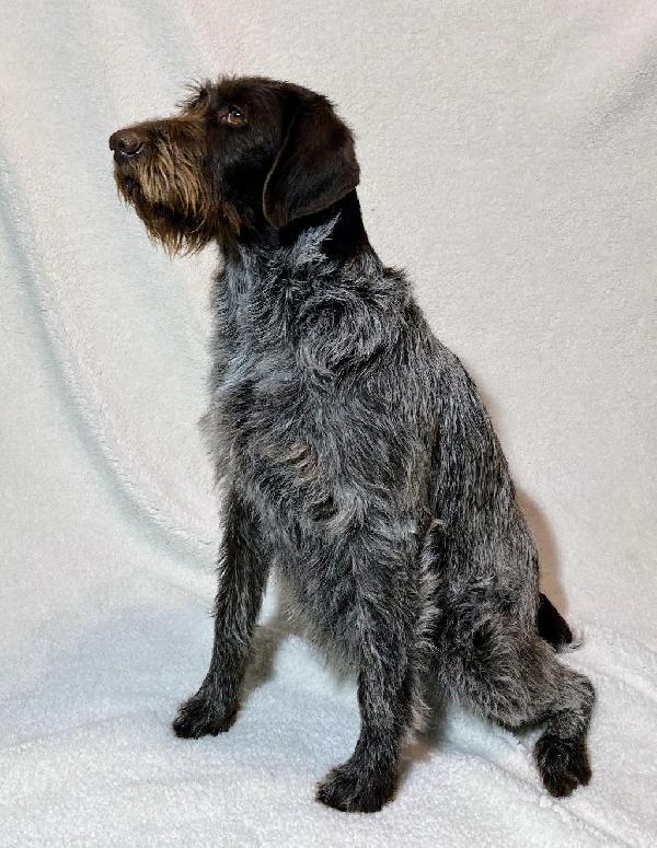 AKC-NAVHDA WIREHAIRED POINTING GRIFFONS 4/4