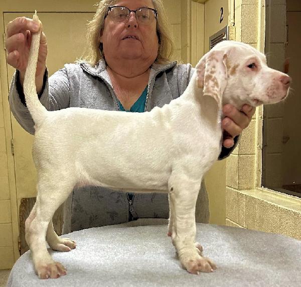 2X NATIONAL FIELD CHAMPION SUNNY HILL JOS