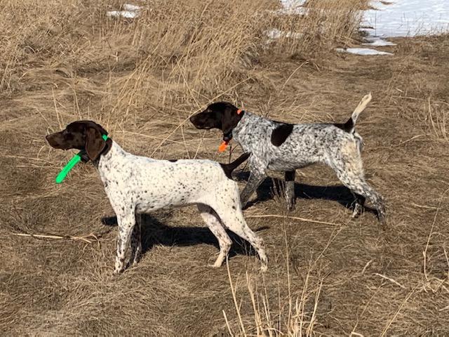 LIVER ROAN MALE SHORTHAIR