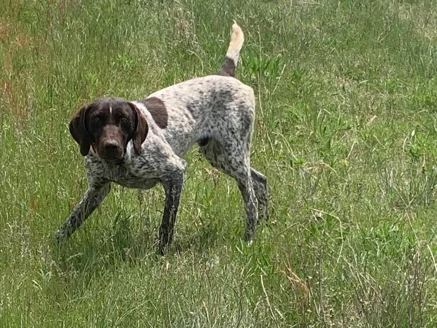 LIVER ROAN MALE SHORTHAIR