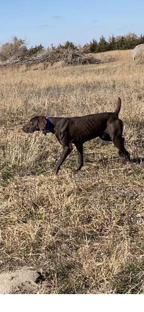SOLID LIVER MALE GSP