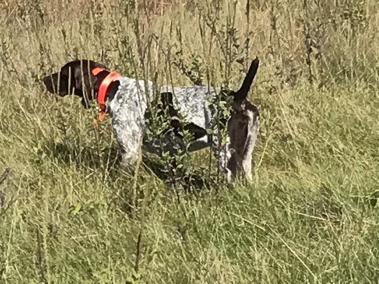 German Shorthaired Pointer