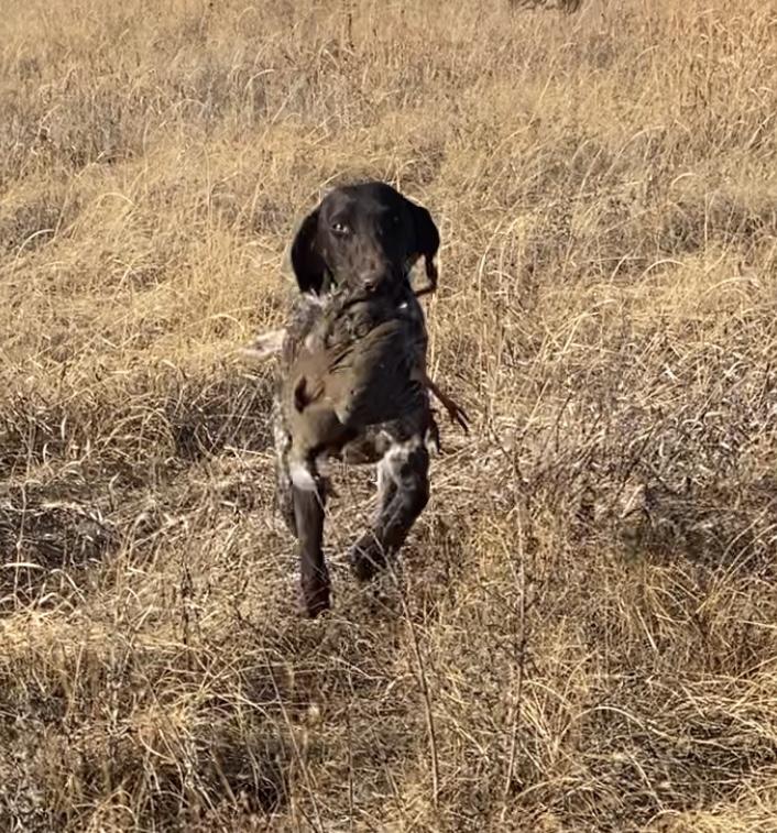 LIVER ROAN FEMALE GSP