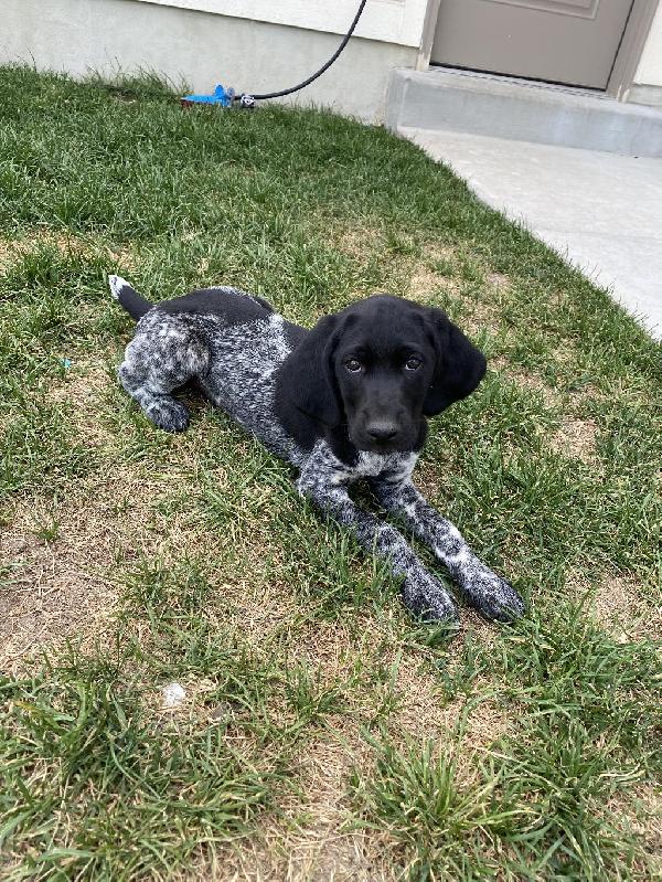 German Wirehaired Pointer for sale