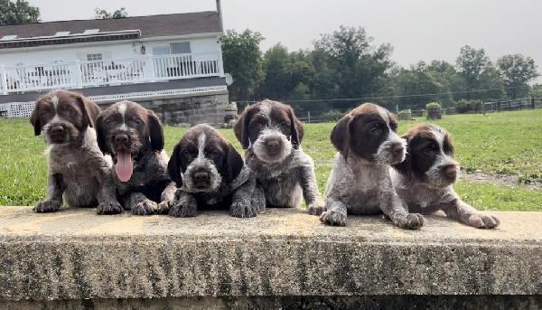 AKC WIREHAIRED POINTING GRIFFON PUPPIES