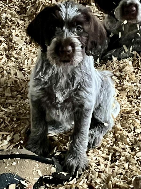 AKC WIREHAIRED POINTING GRIFFON PUPPIES