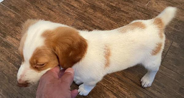 AKC BRITTANY BIRD HUNTING DOG PUPPIES. DFW