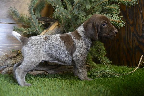 AKC GERMAN SHORTHAIRED PUPPIES