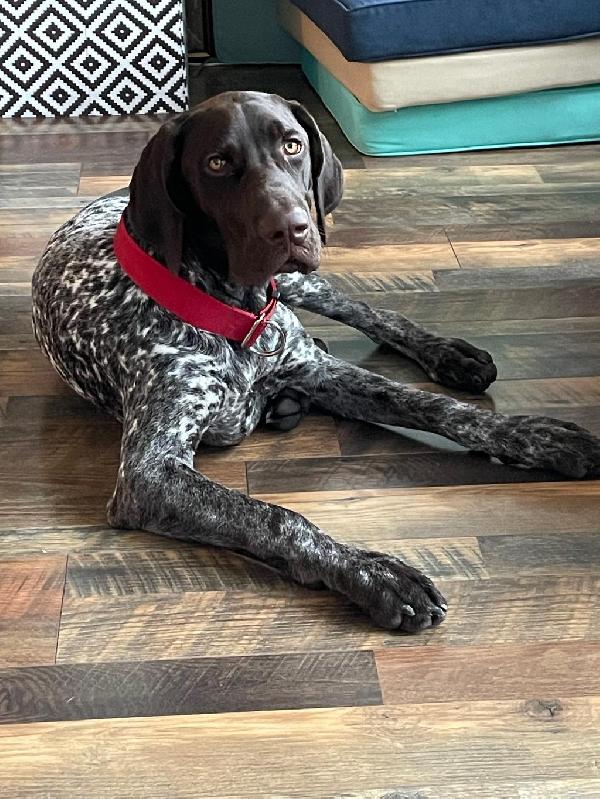 GERMAN SHORTHAIRED POINTER FOR SALE