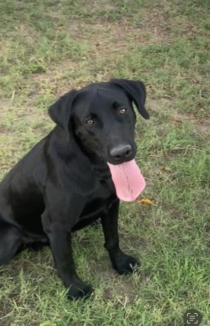STARTED YOUNG BLACK LAB (OTIS)
