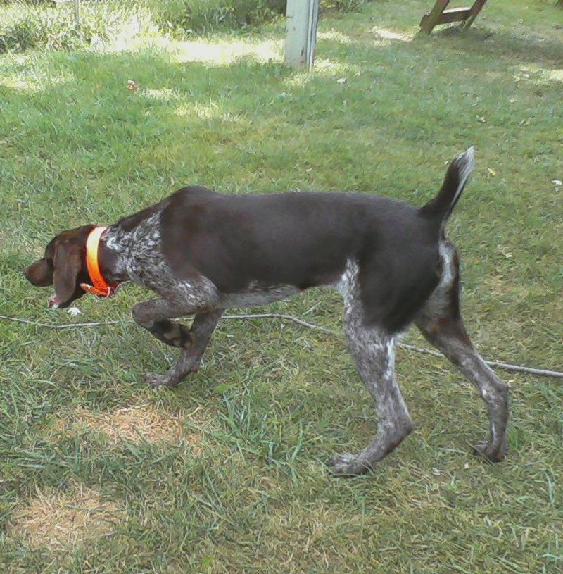 HUNTING DOGS FOR SALE - Gun dogs, Bird Dogs, Field Dogs and Sporting Dogs.