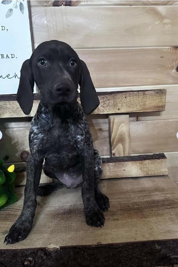 GERMAN SHORTHAIR PUPPIES