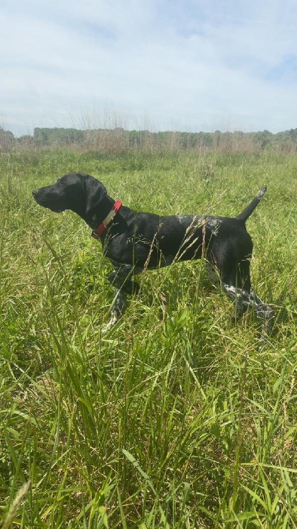 8 MONTH OLD STARTED MALE GSP
