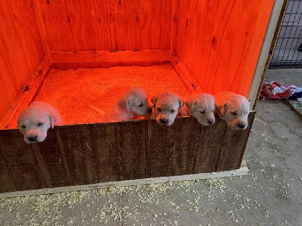 PUPPIES FOR SALE