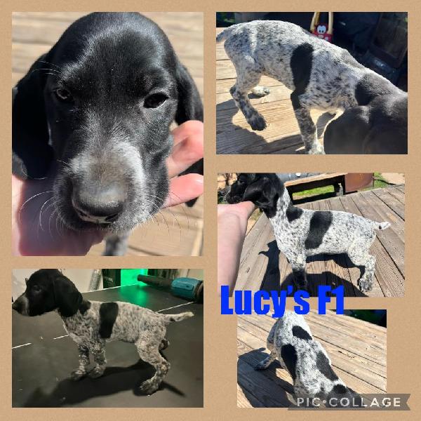 AKC REGISTERED GSP FULL REGISTRATION