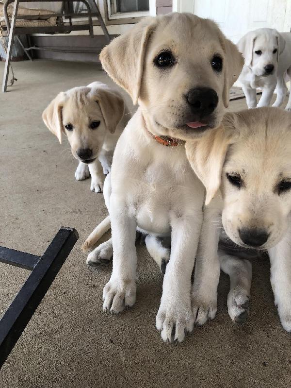 AKC LABS