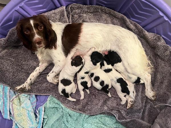 AKC FIELD BRED ENGLISH SPRINGER SPANIEL PUPS