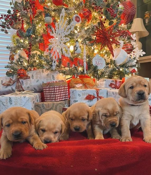 AKC FOX RED LAB PUPPIES