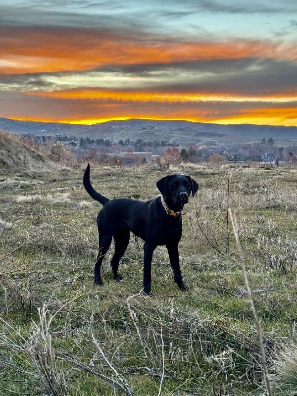 STARTED BLACK POINTING LAB (GREAT BLOODLINE)