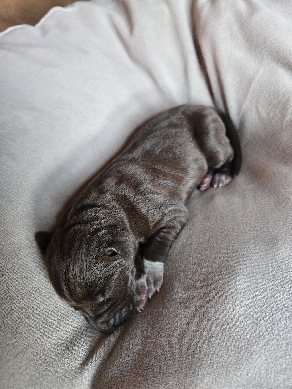 AKC GSP LIVER FEMALE