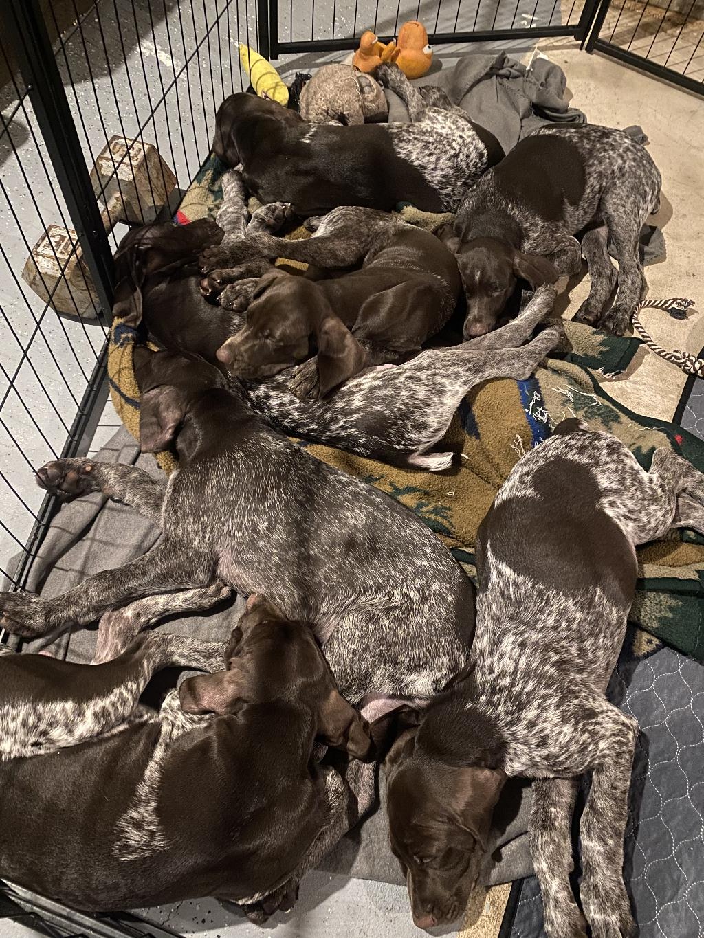 AKC GSP PUPS FOR SALE