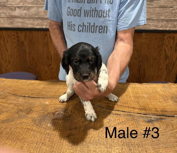 ENGLISH SETTER MALE- FULL BLACK FACE
