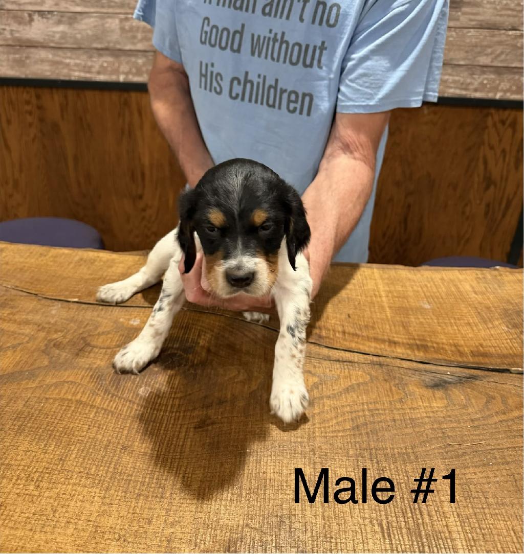 MALE- BLACK FACE/ WHITE STRIP DOWN THE MIDDLE