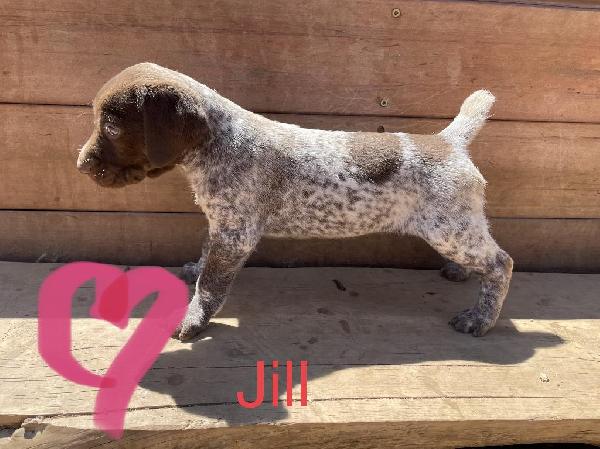 GERMAN SHORTHAIR POINTER FEMALE ‘JILL’