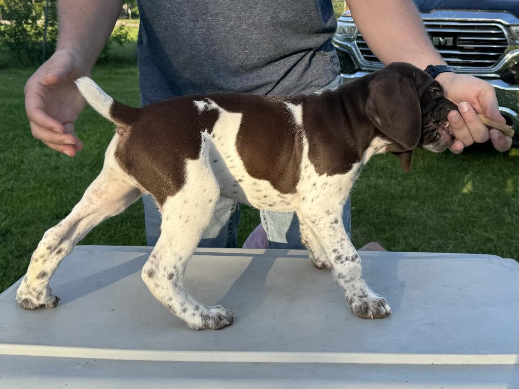 GSP PUPPIES