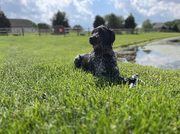 MISS PEPPER, 5 YEAR OLD GSP