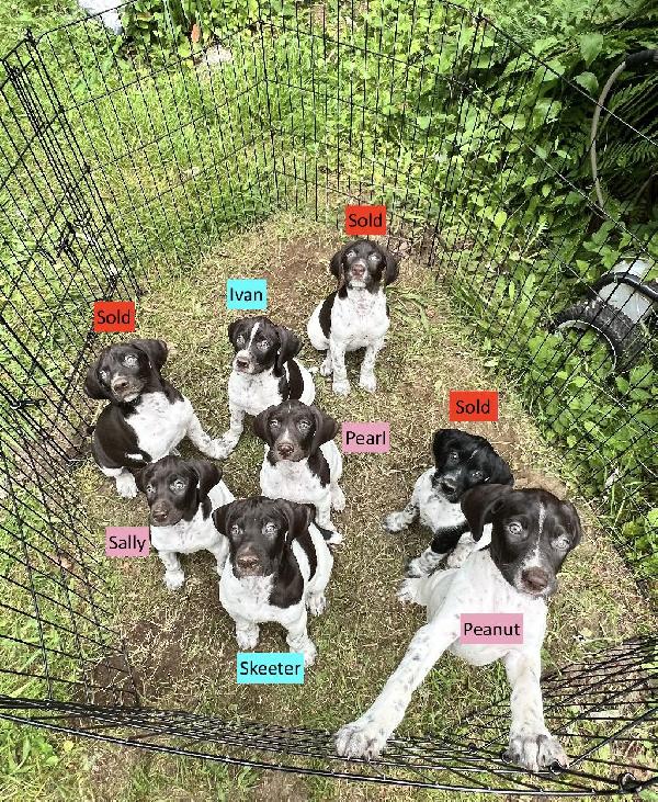 German Wirehaired Pointer for sale