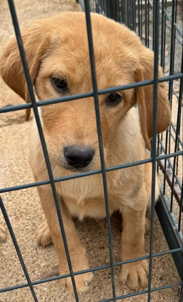 15 WEEK OLD AKC YELLOW LAB