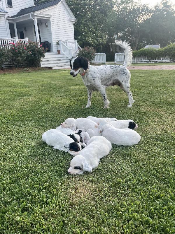 SHADOW OAK BO/JETSETTER PUPPIES FOR SALE