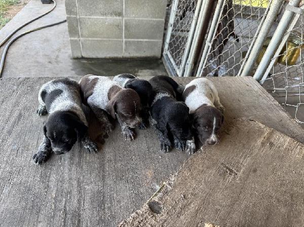 AKC GSP