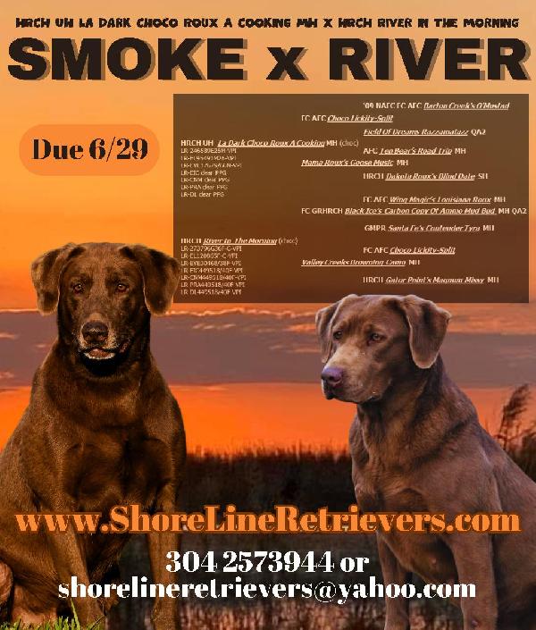 Labrador Retriever for sale