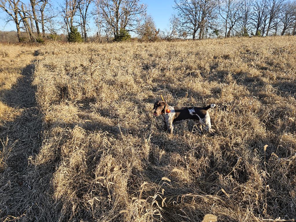 ROSCO 9 MONTHS OLD LIVER ROAN MALE