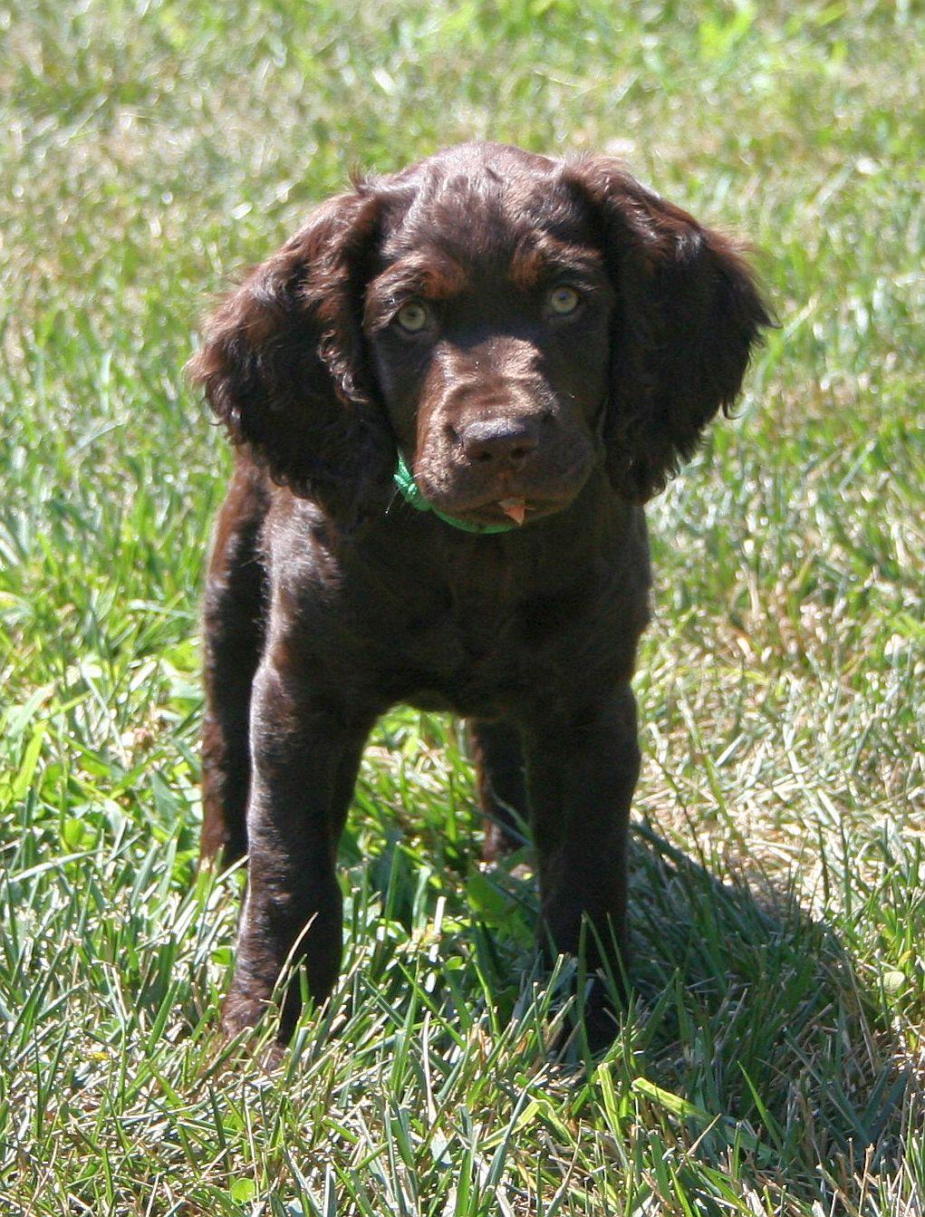 BOYKIN SPANIEL MALE PUPPY